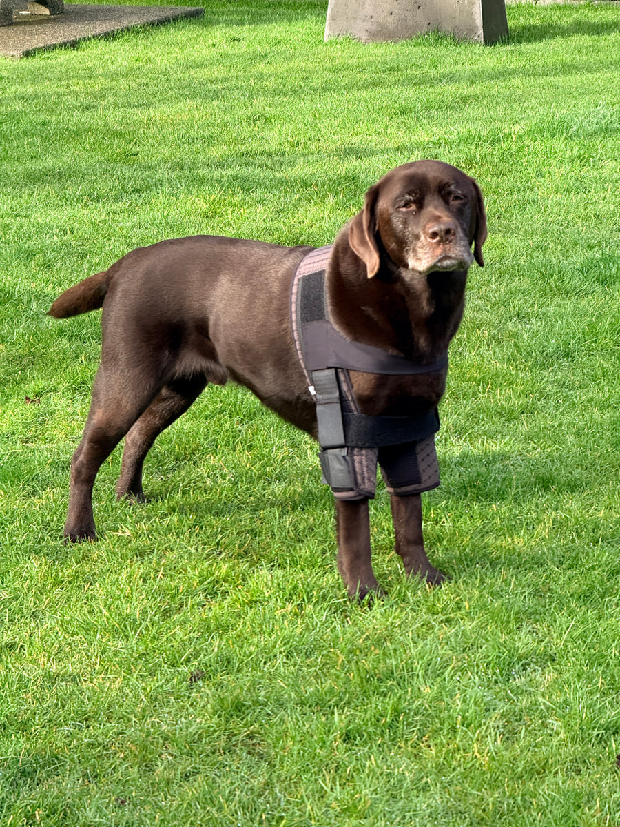 Dog Shoulder Stabilization System | MSI & Medial Shoulder Support