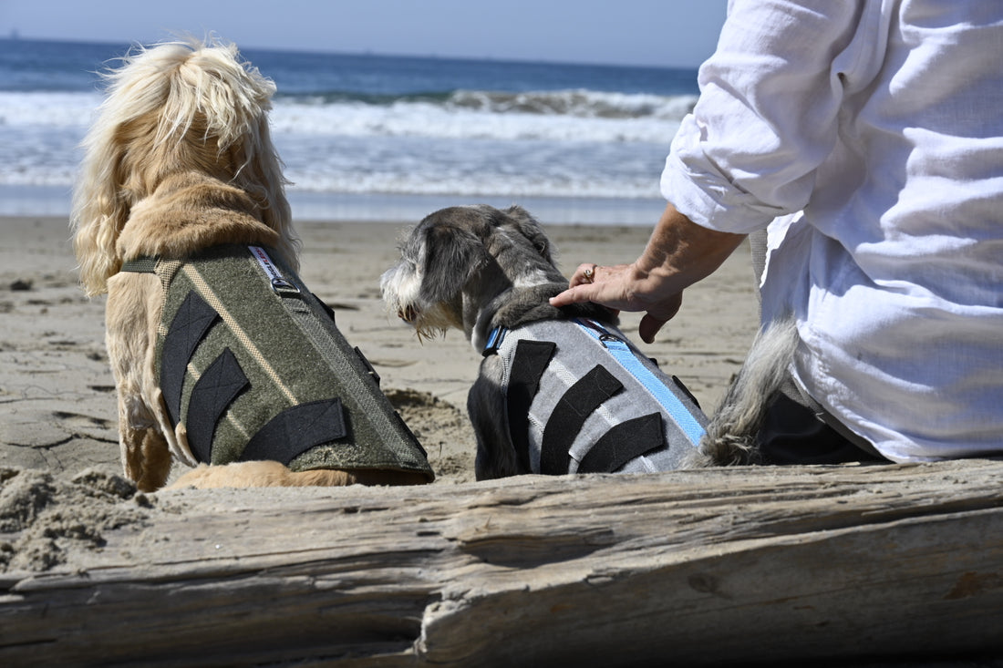 Dog Leg Braces & Custom Supports | Vet-Recommended