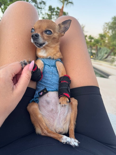 Dog Leg Wraps, Braces, & Carpal Support | Hygroma Treatment Solutions