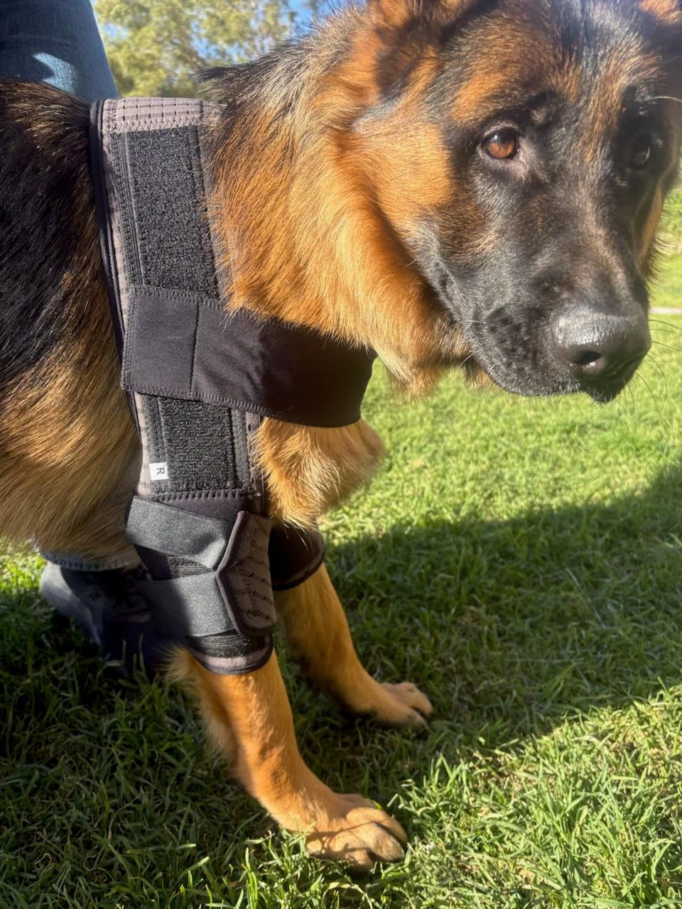 Dog Leg Wraps, Braces, & Carpal Support | Hygroma Treatment Solutions